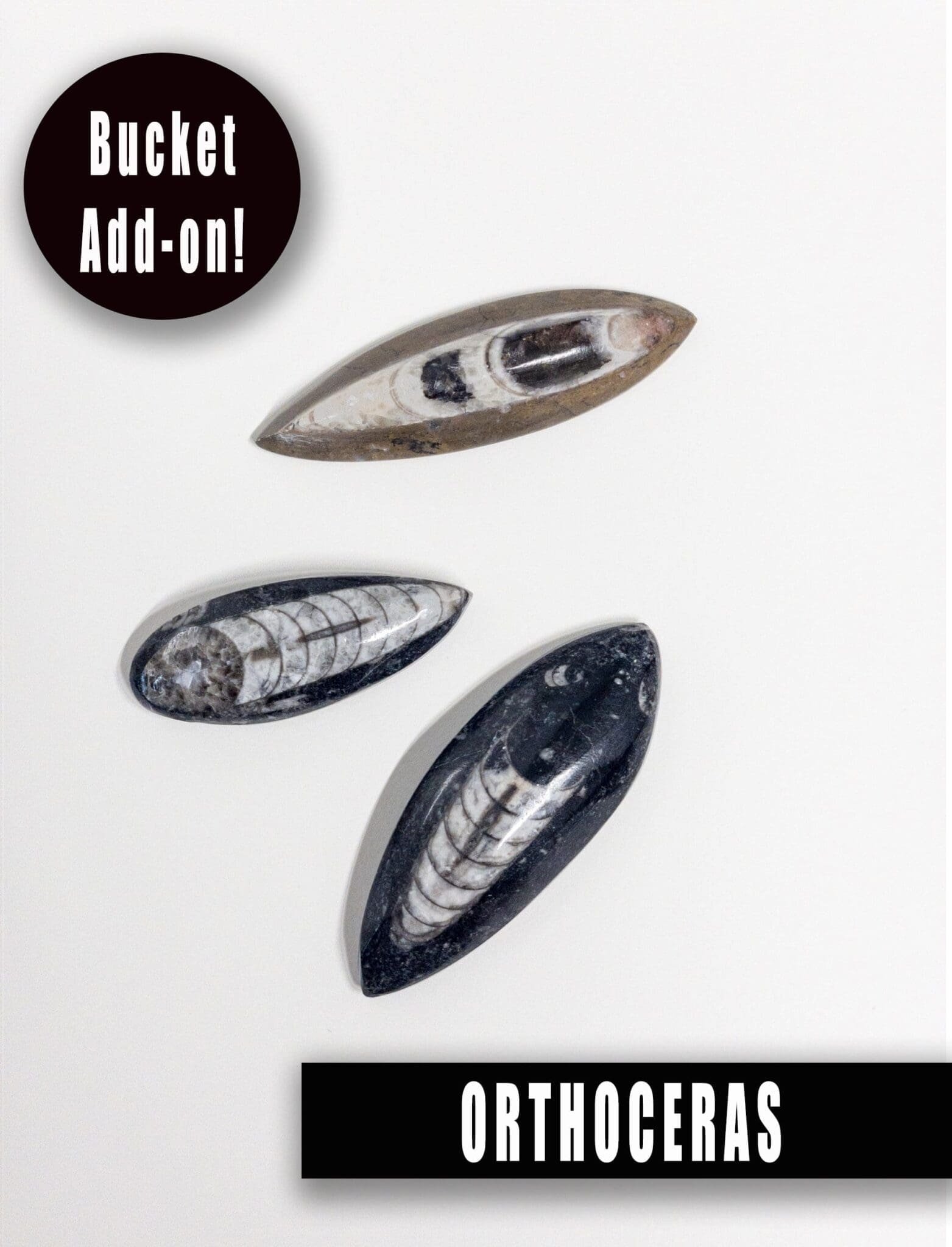 Fossil Dig Kit for Beginners | Dig Your Own Fossil - Miami Mining Co ...