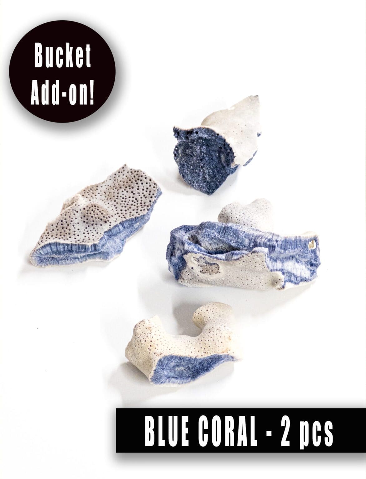 Seashell Dig Kit: Discover the Beauty of Seashells and Types of ...
