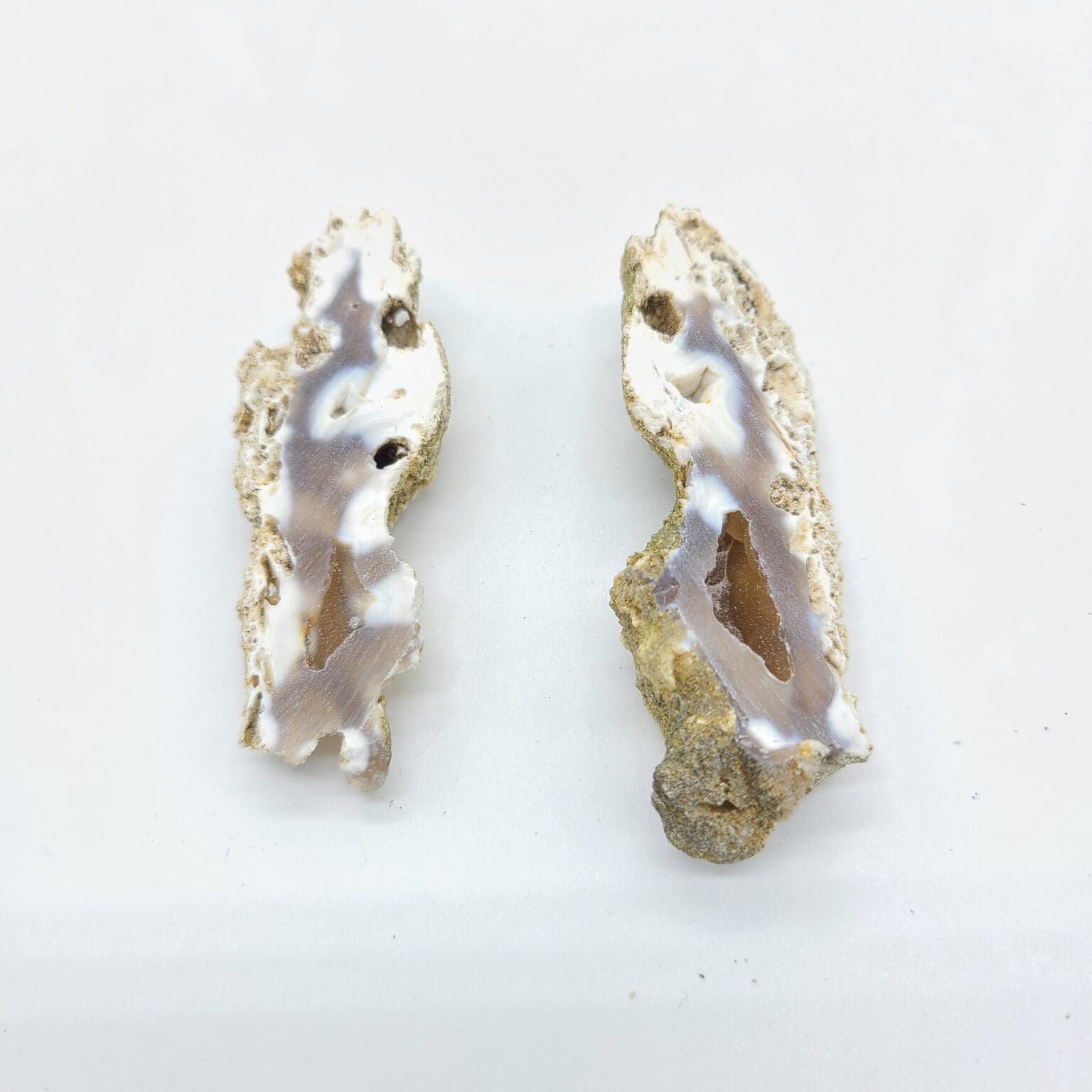 Fossil Dig Kit for Beginners – Miami Mining Co | Gem Mining in South ...