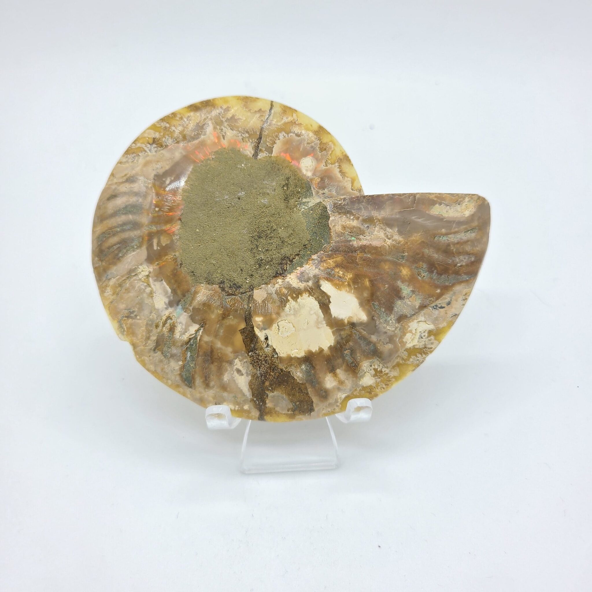 Pair of Large Authentic Ammonite Polished Fossil - Half Cut 3.5" inches ...