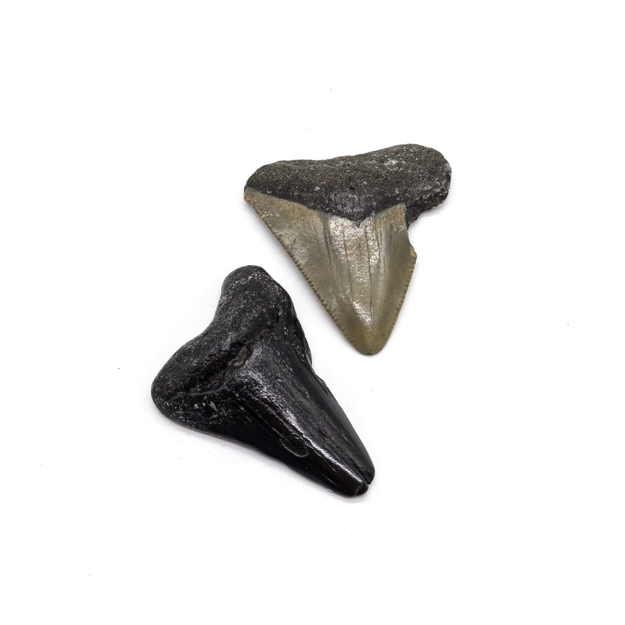 Discover Florida's Underground Wonders: Florida Gem Mining Guide