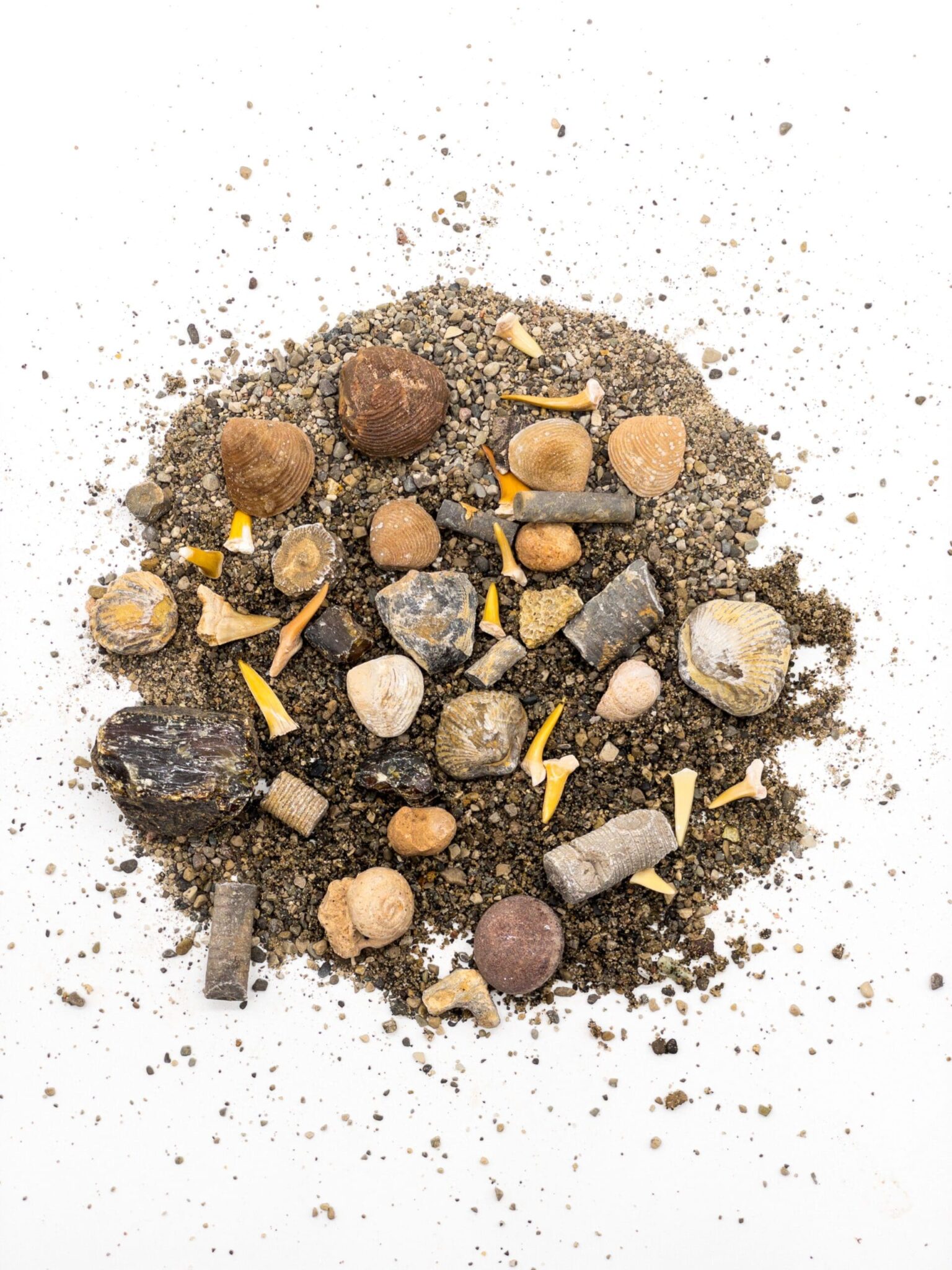 Fossil Dig Kit for Beginners | Dig Your Own Fossil - Miami Mining Co ...